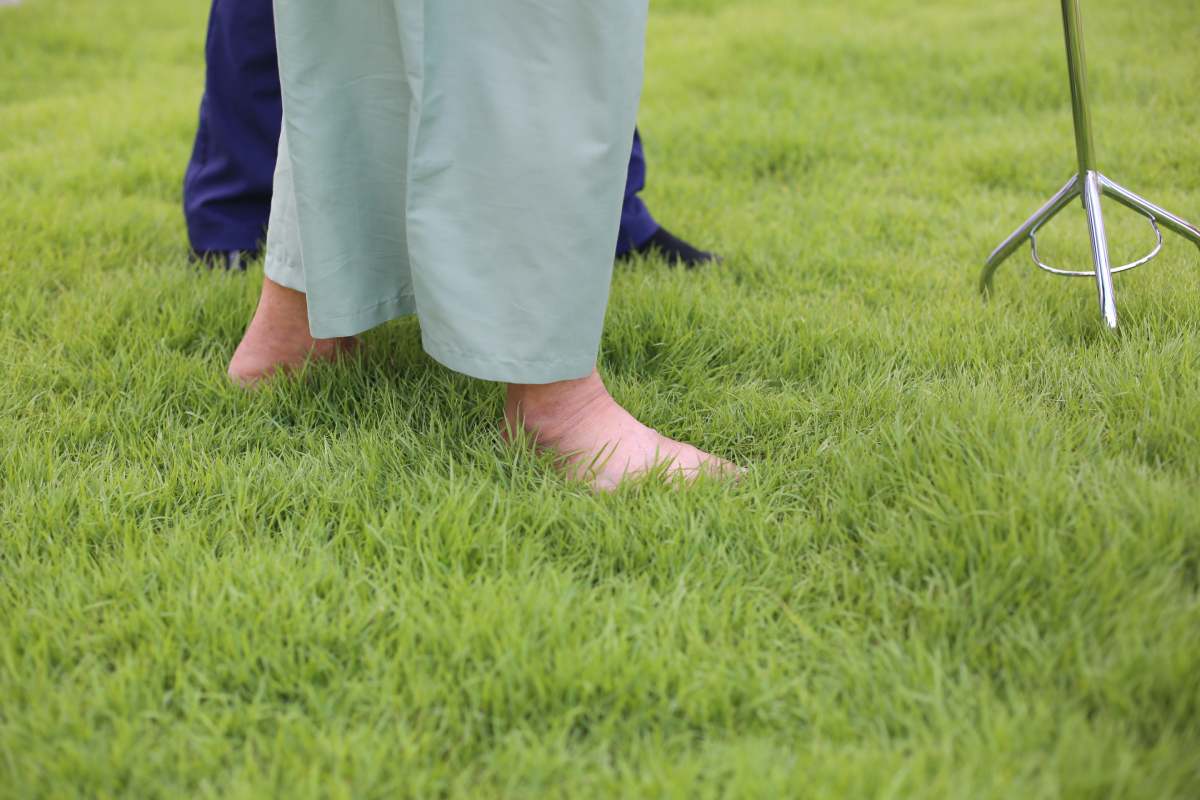 How To Choose The Best Shade Tolerant Grass In Australia